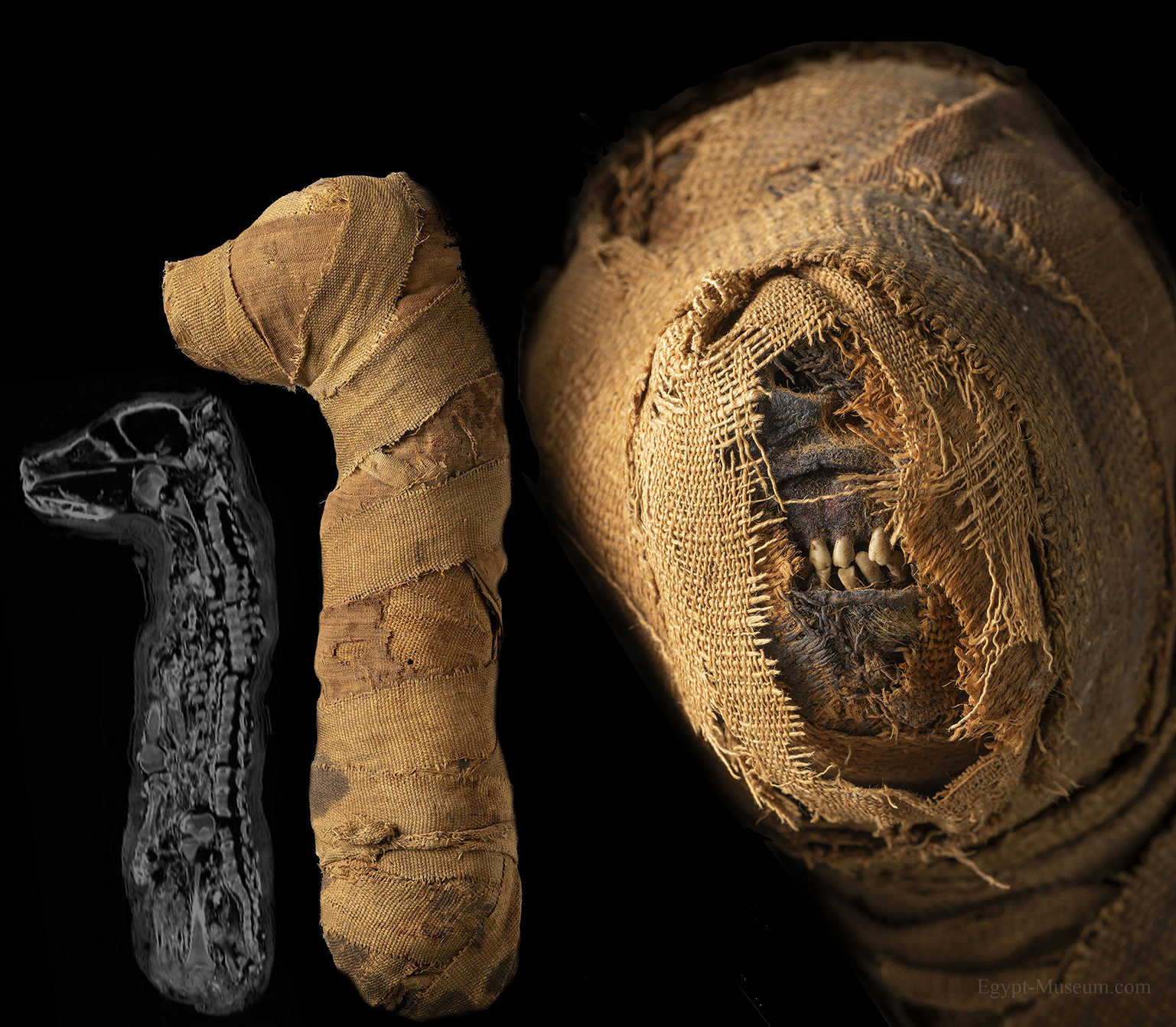 Mummy of a Dog - Egypt Museum