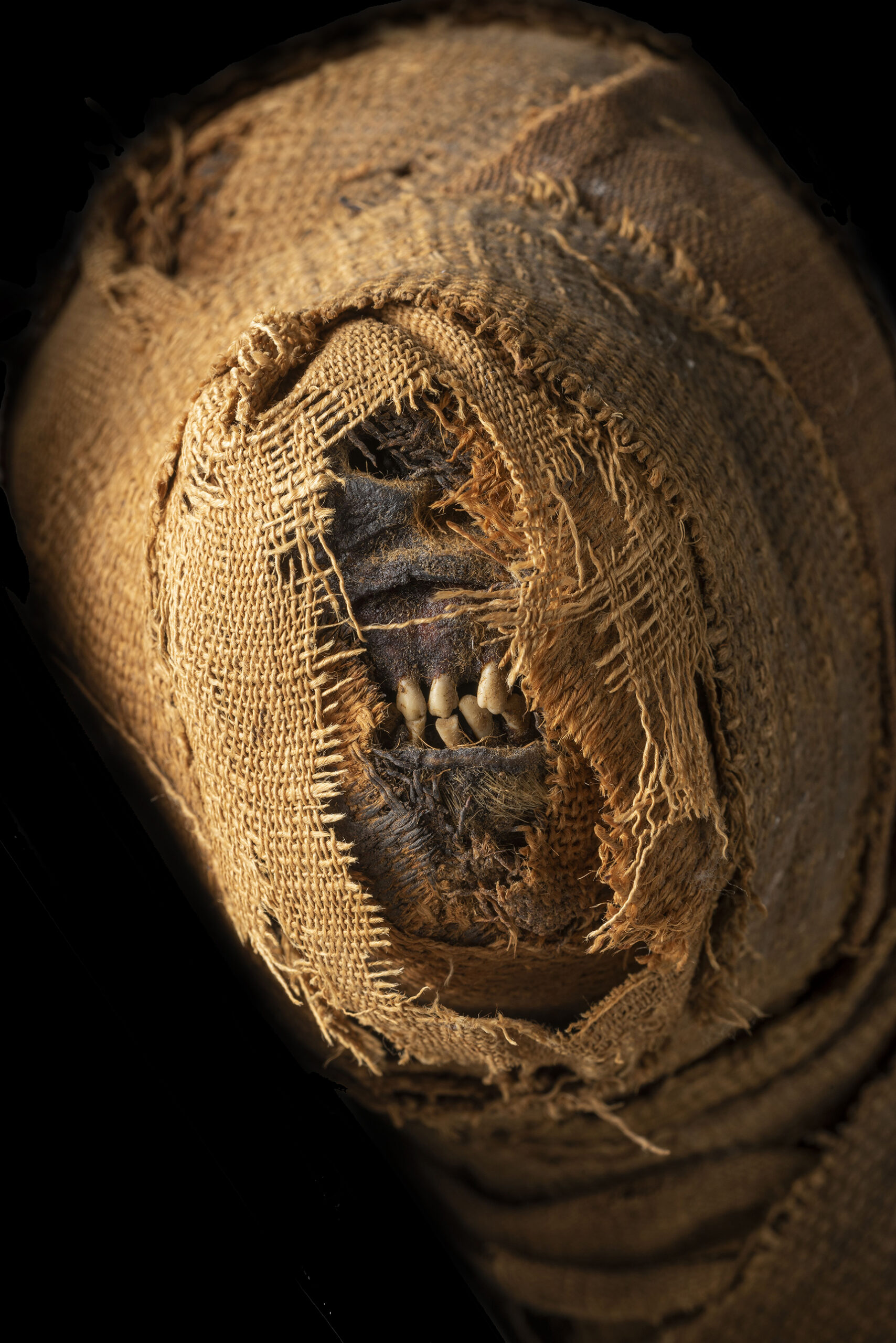 Mummy of a Dog - Egypt Museum